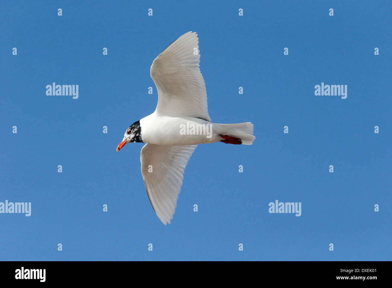 Mediterranean gull, Larus melanocephalus, single bird in flight ...