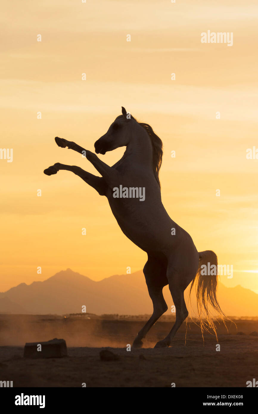 Wild Horses Rearing In The Sunset