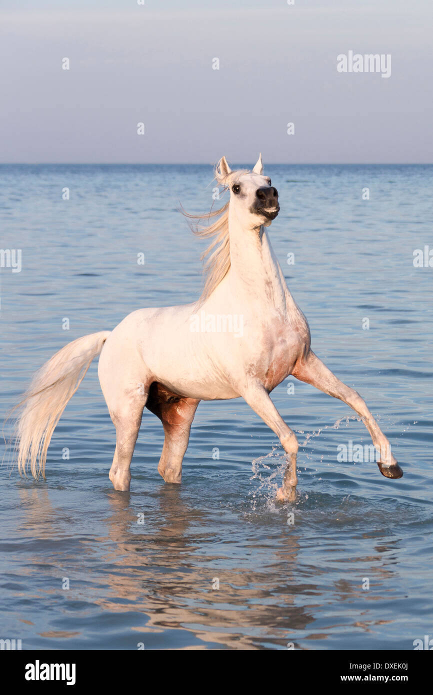 Arabian Horse. Gray stallion rearing in shallow water. Egypt Stock ...
