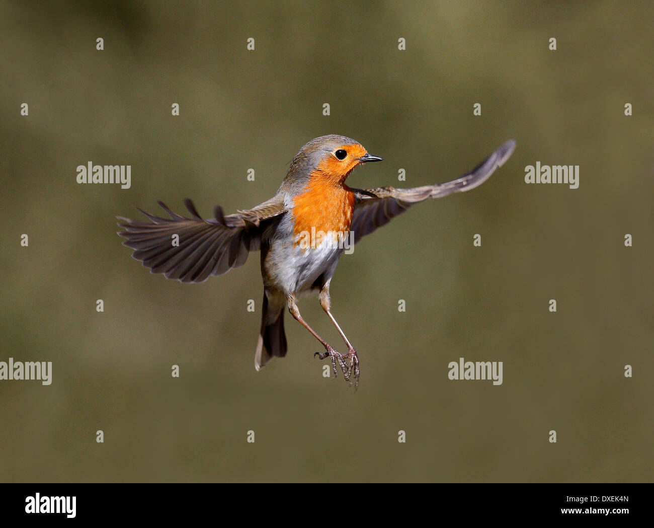 Robin in flight hi-res stock photography and images - Alamy