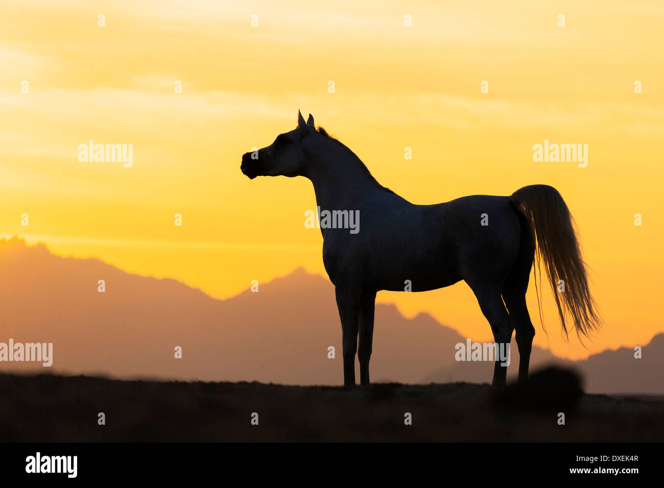 Arabian Horse. Gray stallion standing in desert, silhouetted against ...