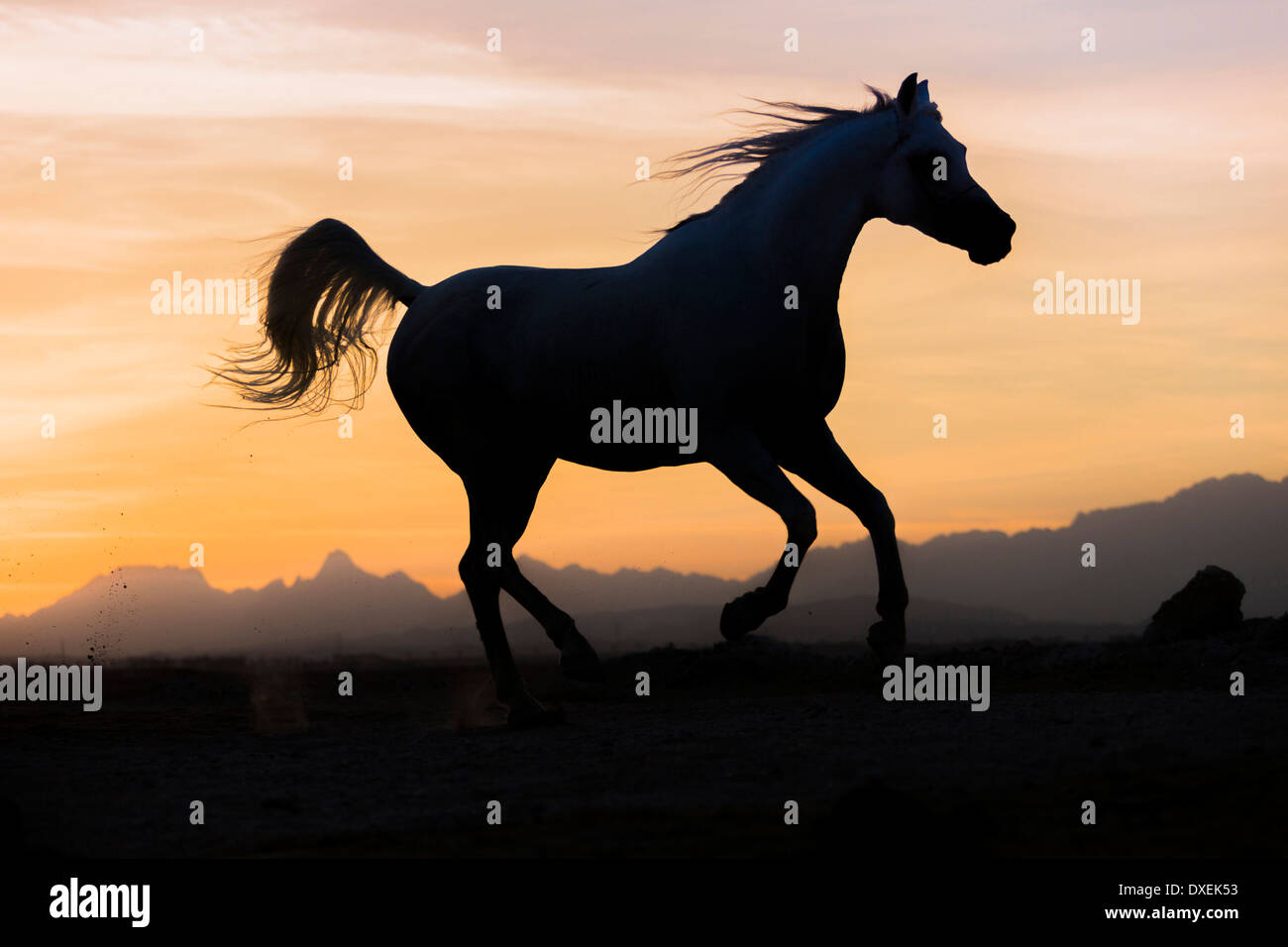 Arabian Horse. Gray stallion galloping in desert, silhouetted against ...