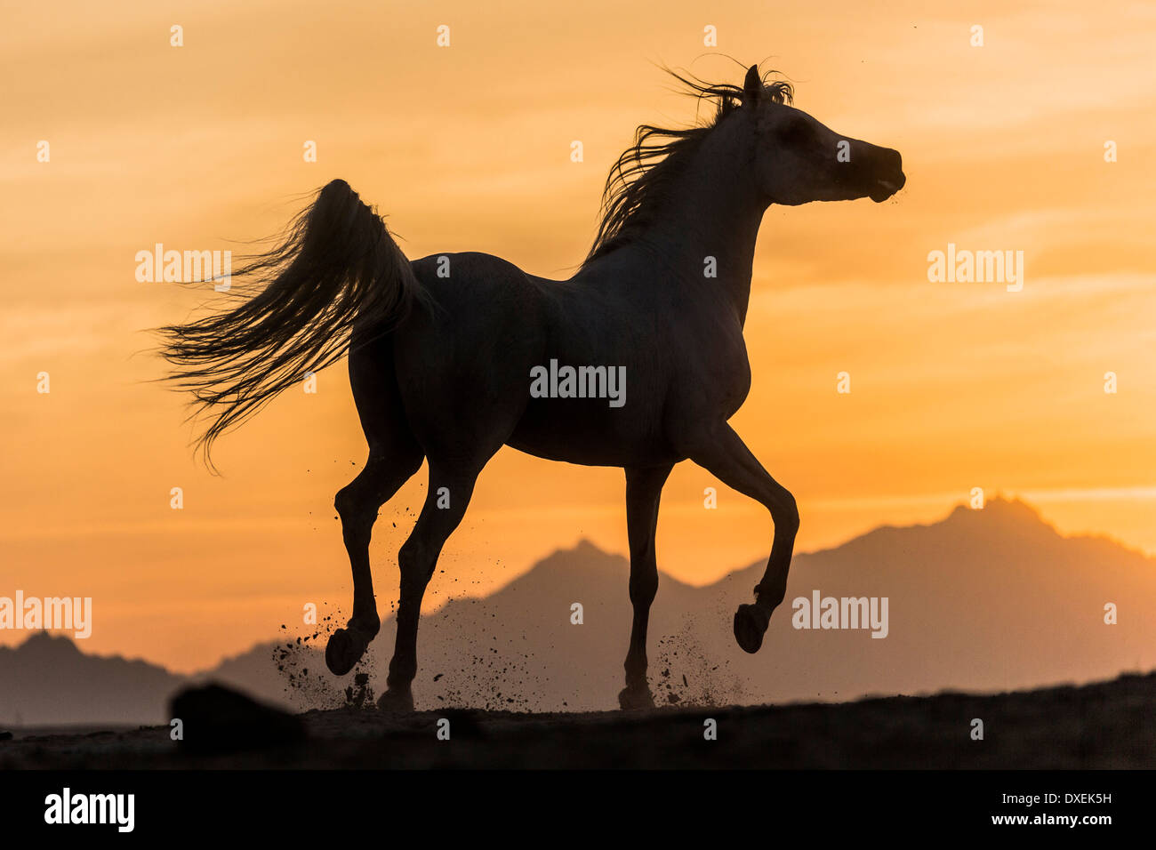 Arabian Horse. Gray stallion trotting in desert, silhouetted against ...