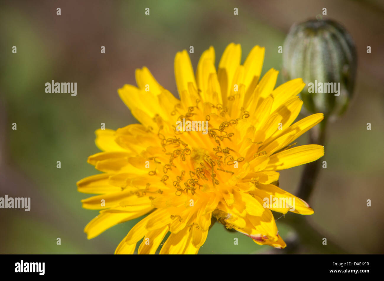 Flower with many petals hi-res stock photography and images - Alamy