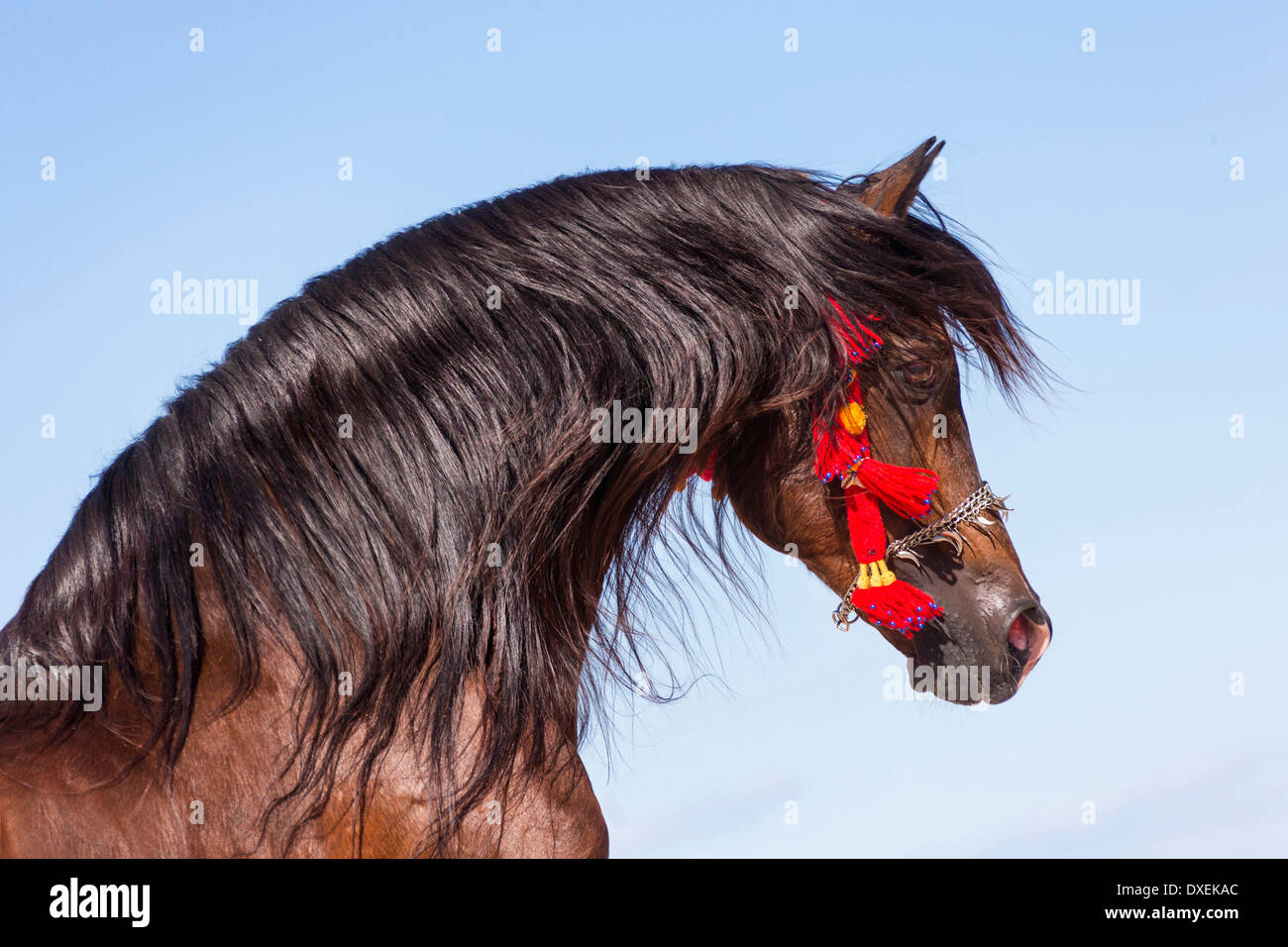 Arabian horse traditional arabian tack hi-res stock photography and ...