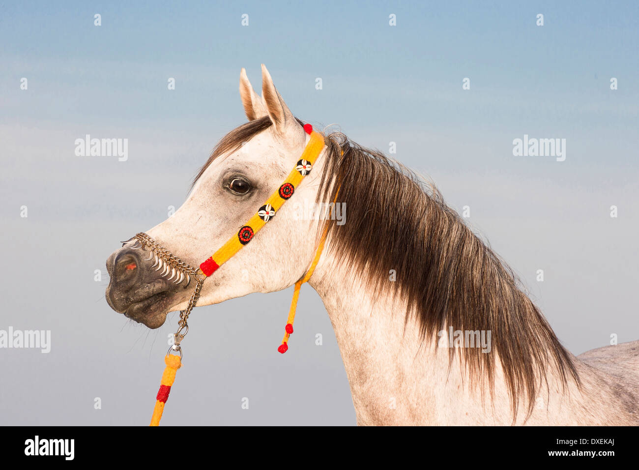 Arabian Horse. Portrait of gray mare with traditional tack. Egypt Stock ...