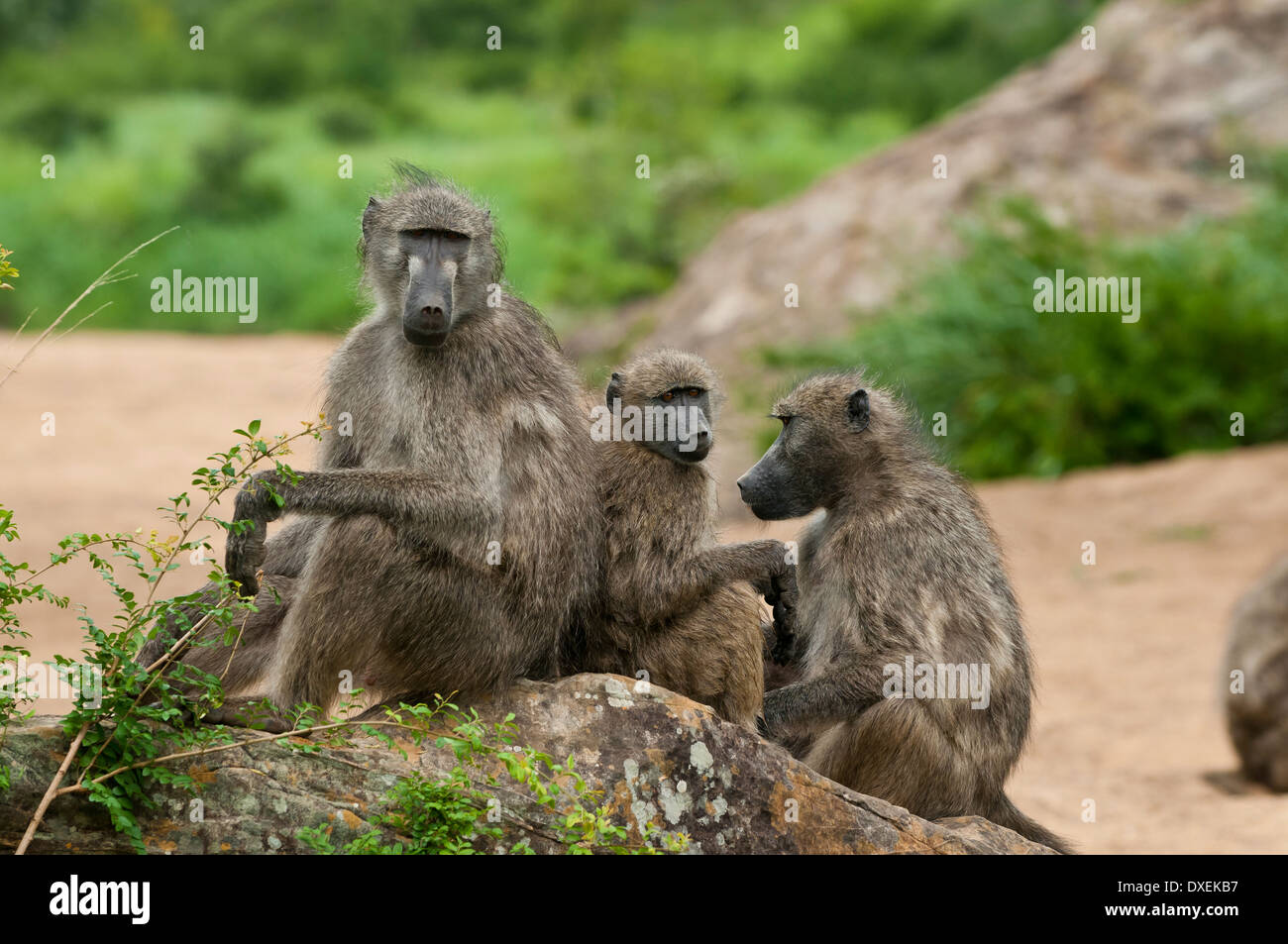 Baboons And Africa High Resolution Stock Photography and Images - Alamy