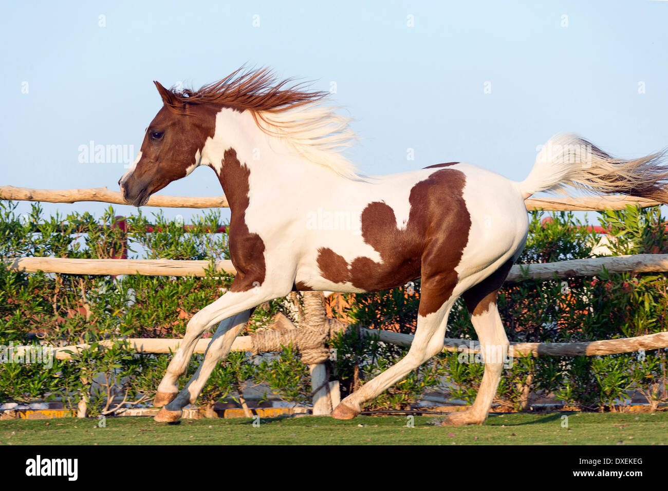 Pinto Horse Running