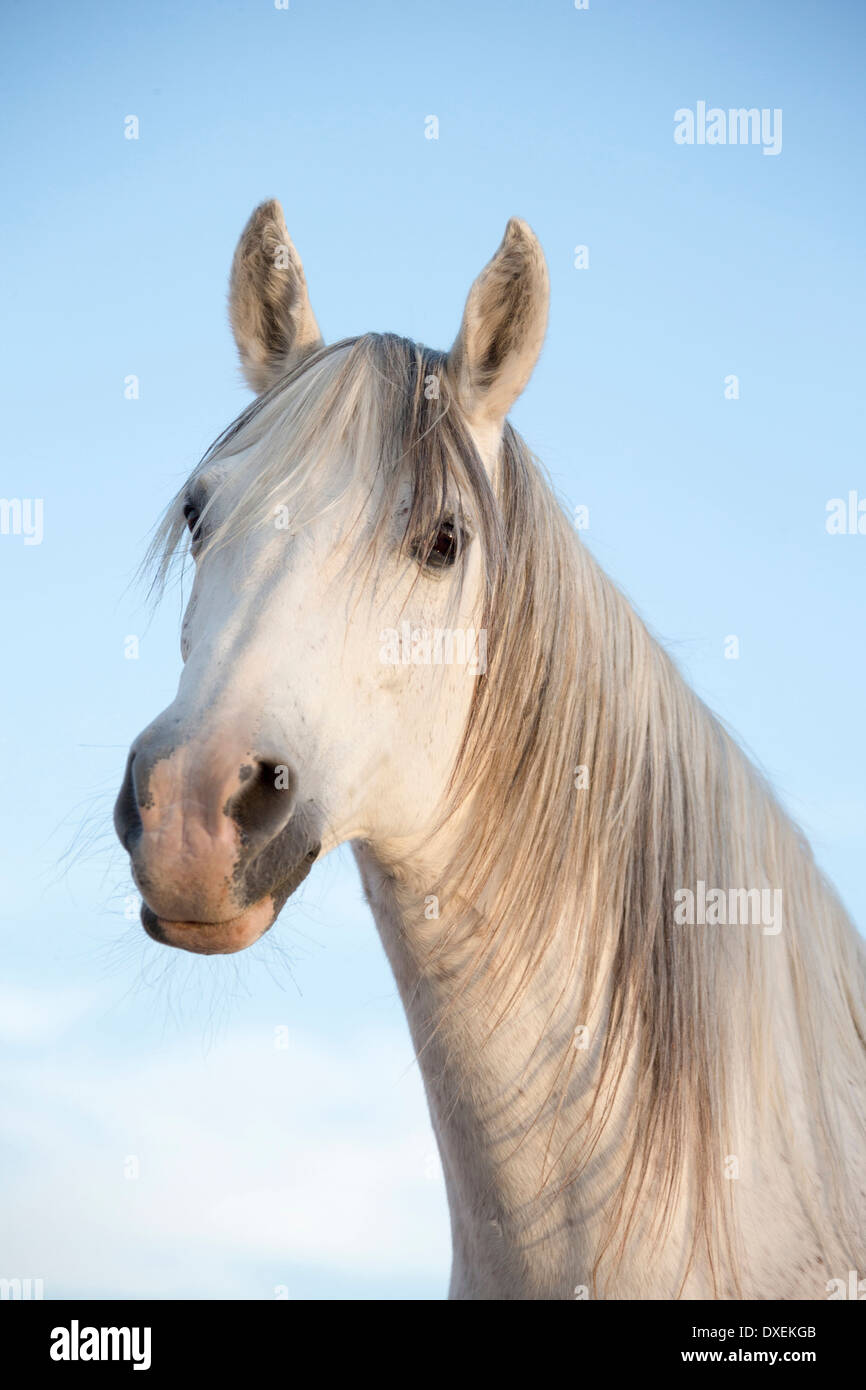 Barb Horse. Portrait of old gray mare. Egypt Stock Photo - Alamy