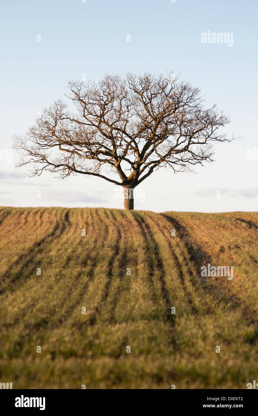 Leafless oak tree hi-res stock photography and images - Alamy