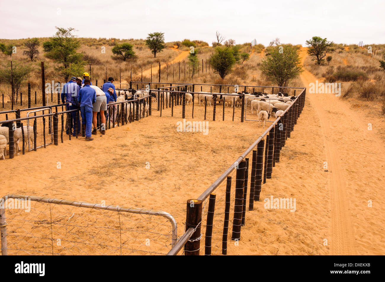 A herd of many Dormer sheep being treated by a farmer and workers with ...
