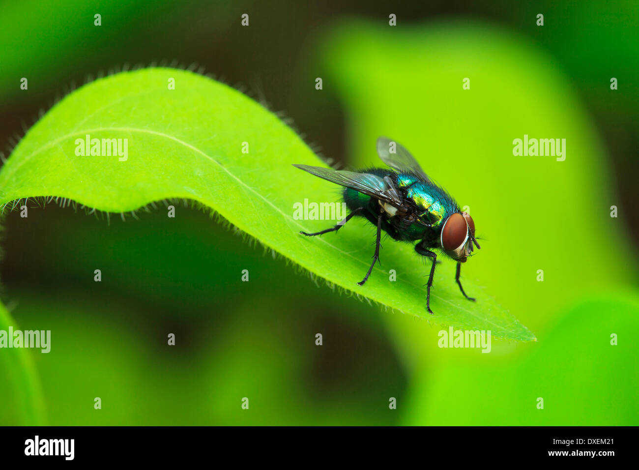 Greenbottle (Lucilia sp.) on a leaf. Germany Stock Photo - Alamy