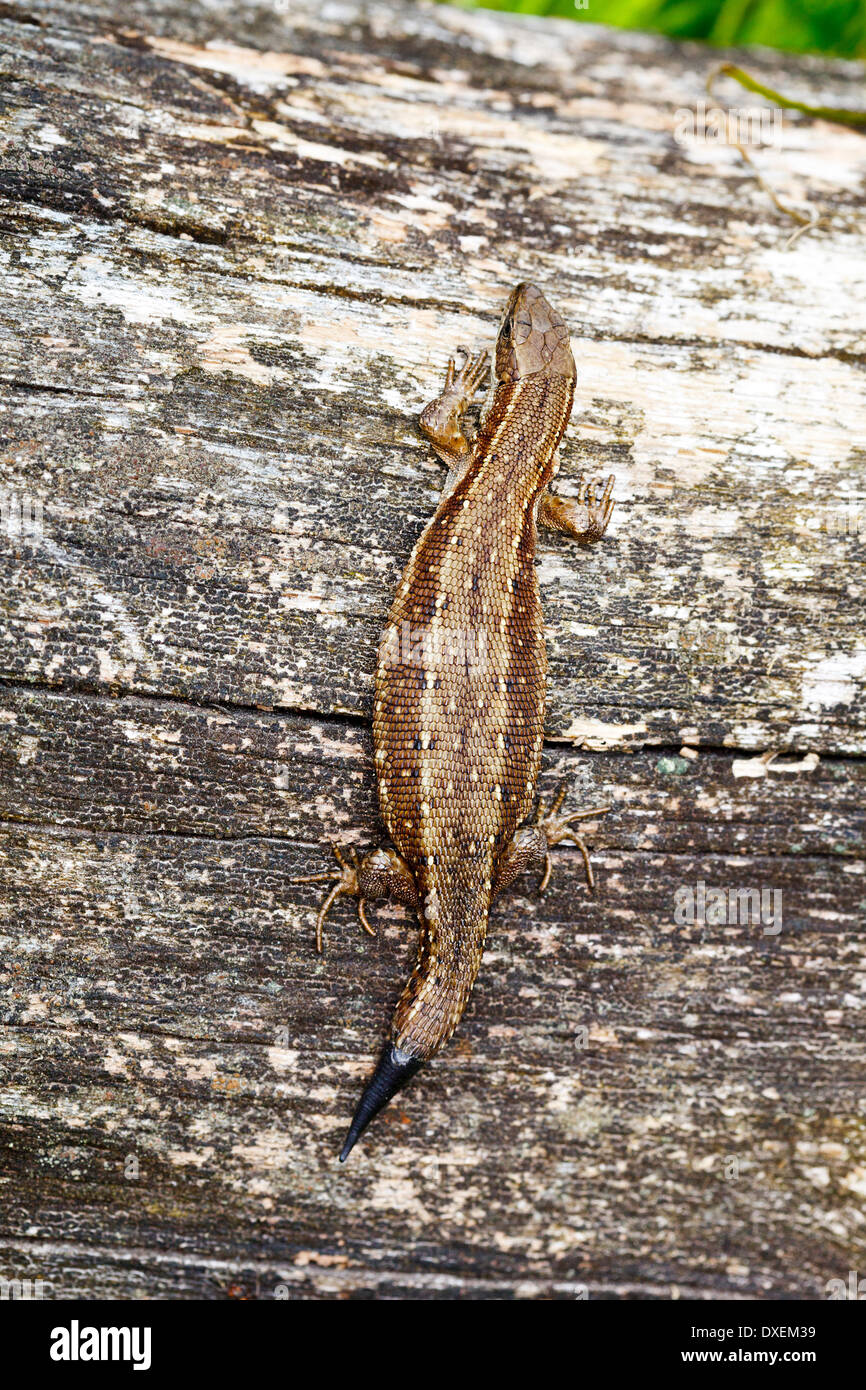 Zootoca vivipara adult hi-res stock photography and images - Alamy