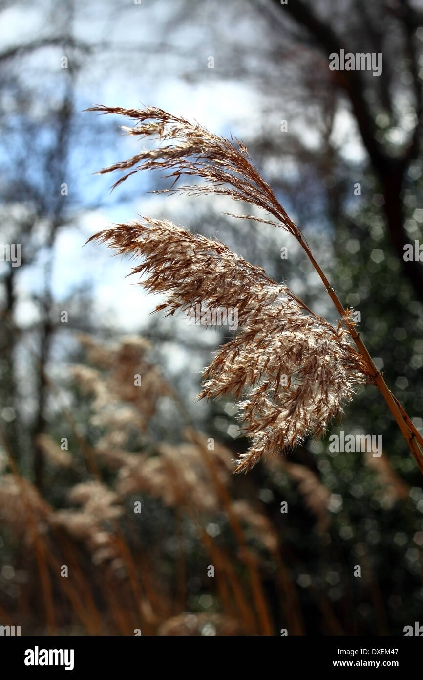 Wild grass growing Stock Photo - Alamy