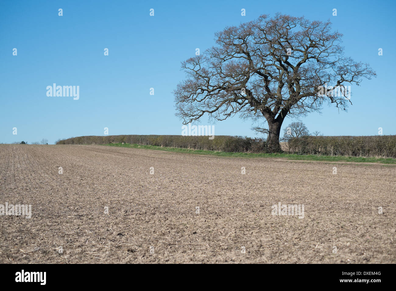 Tree of earth hi-res stock photography and images - Alamy
