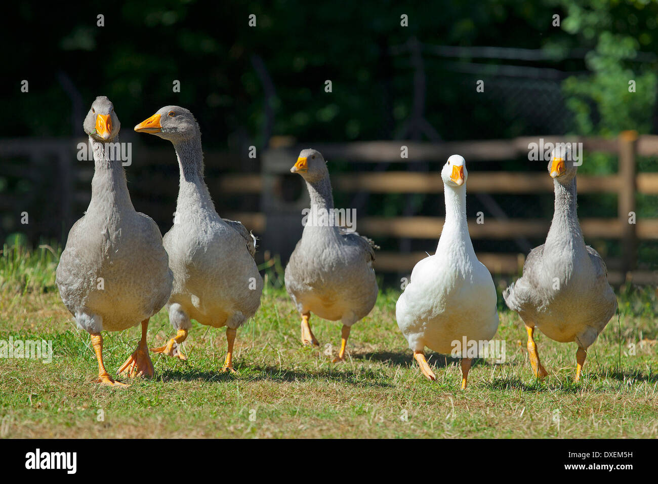 Domestic Goose (Anser anser domesticus). Five geese walking towards the ...