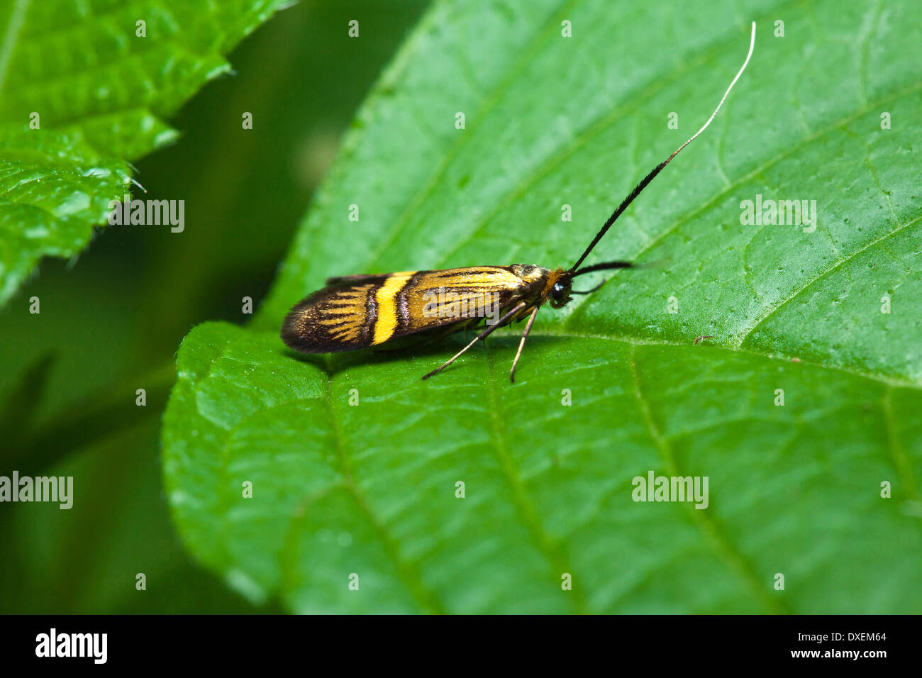 Longhorn Moth (Nemophora degeerella) on a leaf. Germany Stock Photo - Alamy