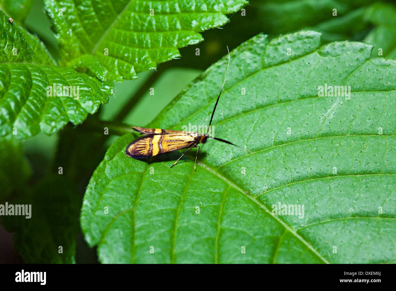 Longhorn Moth (Nemophora degeerella) on a leaf. Germany Stock Photo - Alamy