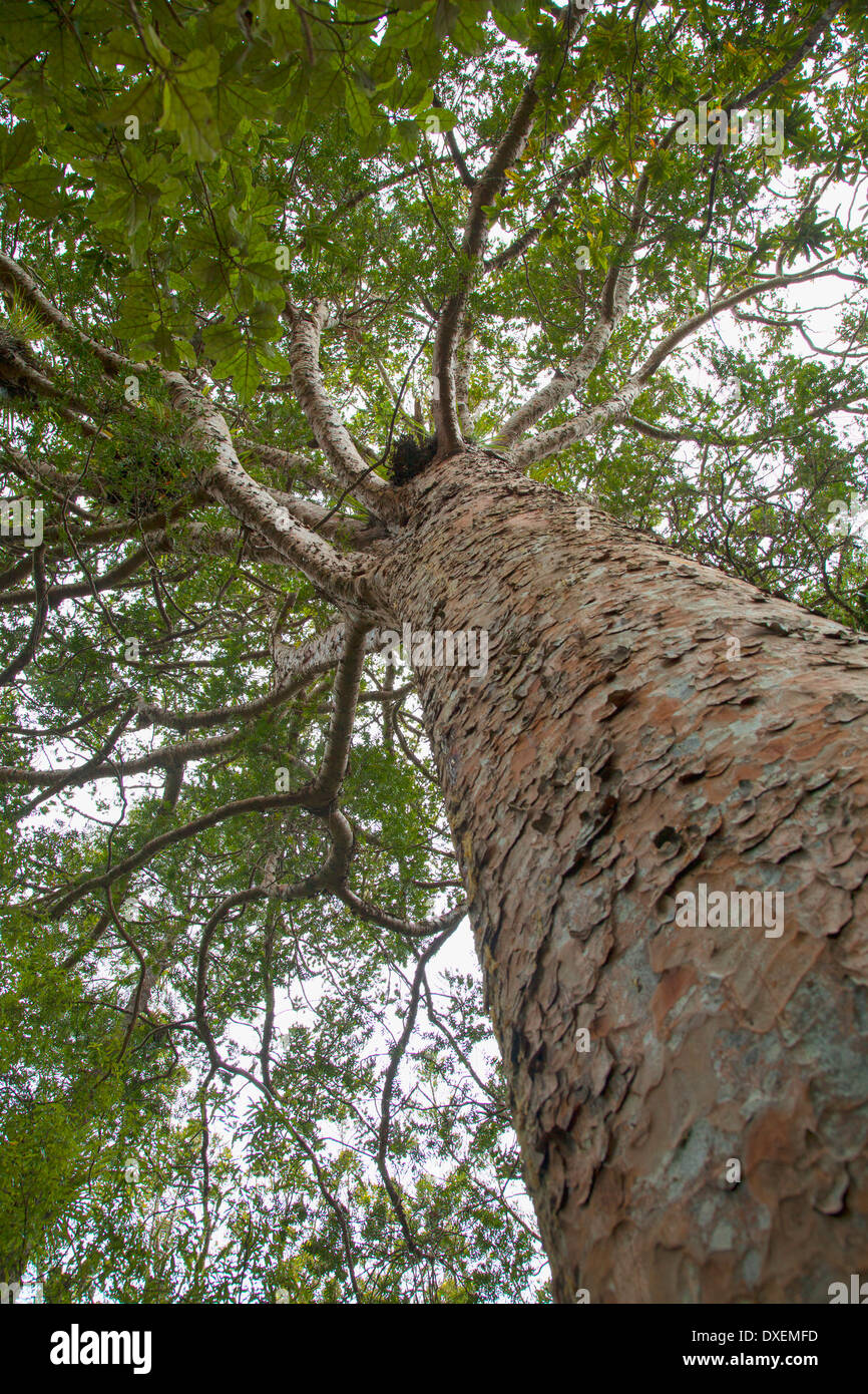 Kauri tree on Waiomu Kauri Grove trail, Thames, Coromandel Peninsula ...