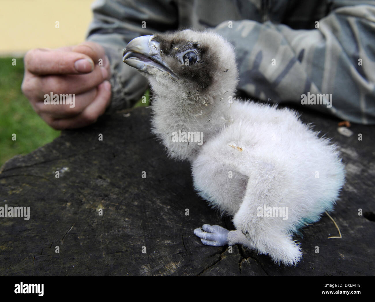 Bearded vulture chick hi-res stock photography and images - Alamy