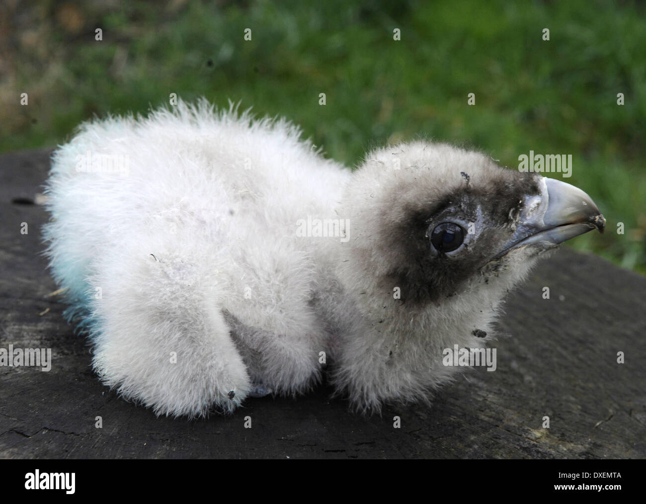 Baby Bearded Vulture