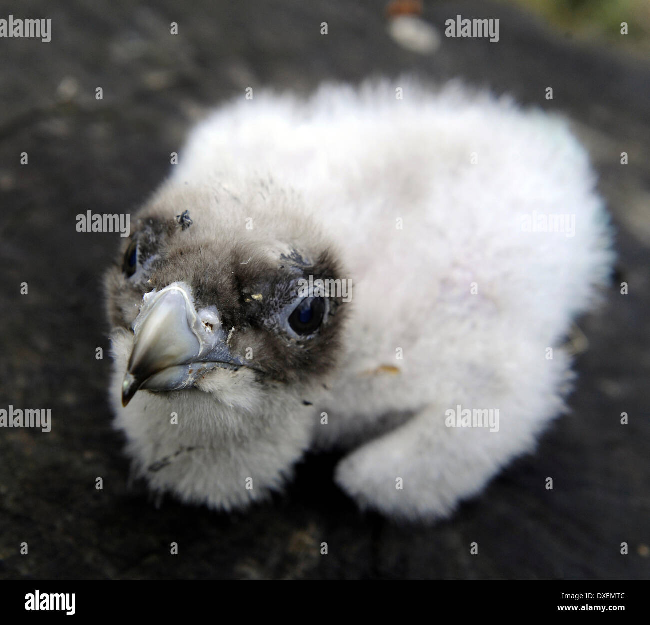 Twelve days old Bearded Vulture chick, hatched in Zoopark in Chomutov ...