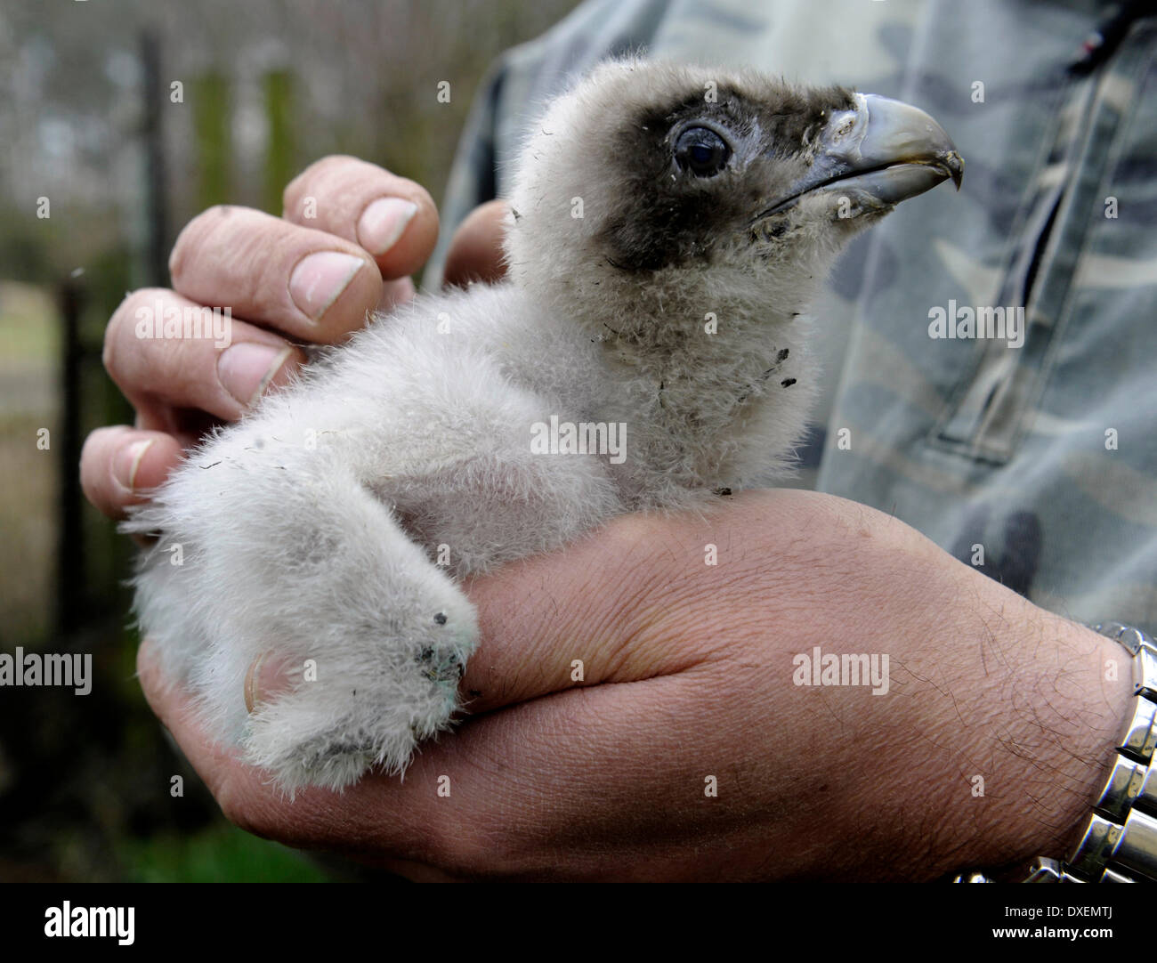 Baby Bearded Vulture