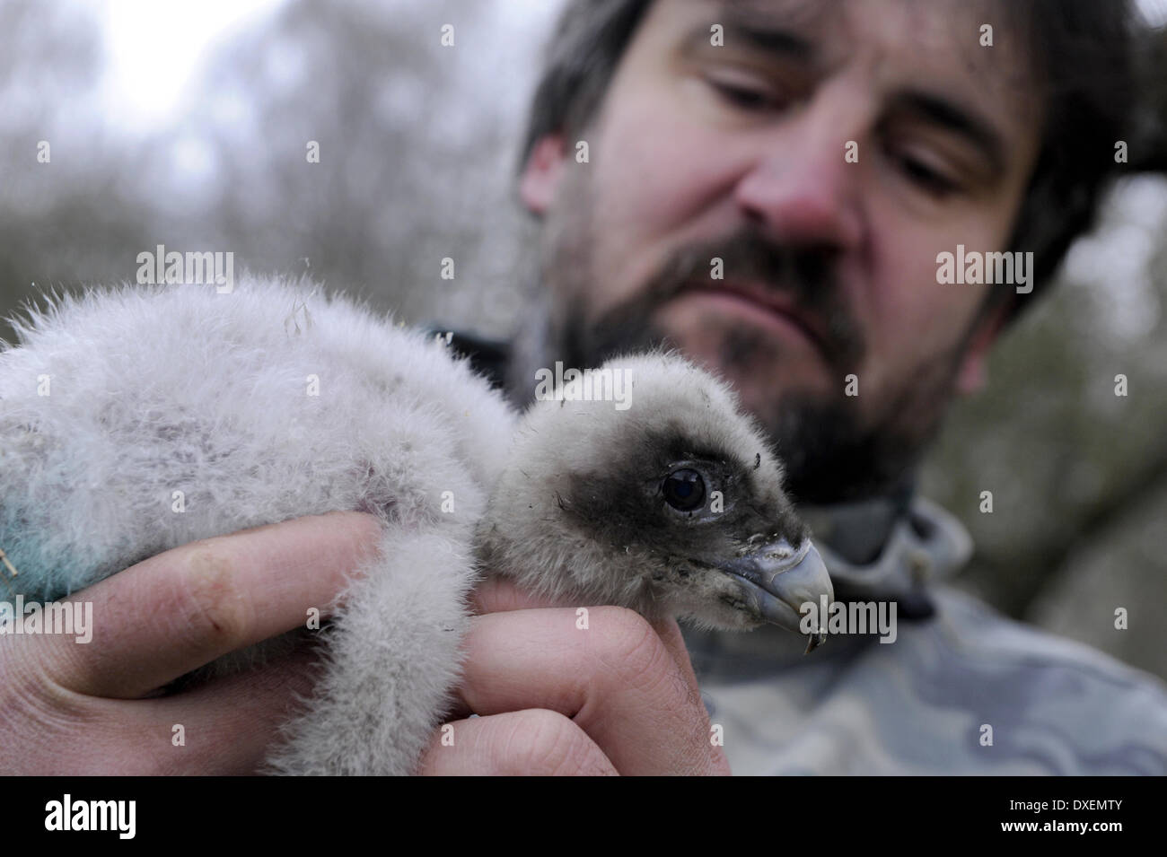 Baby Bearded Vulture