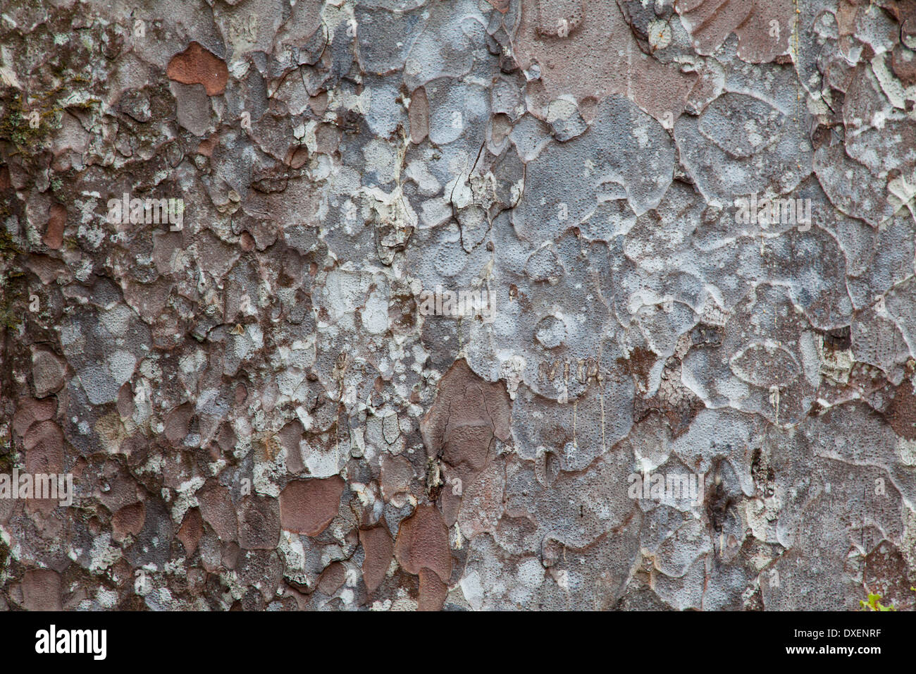 Detail of trunk of Kauri tree on 309 Kauri Grove trail, Coromandel ...