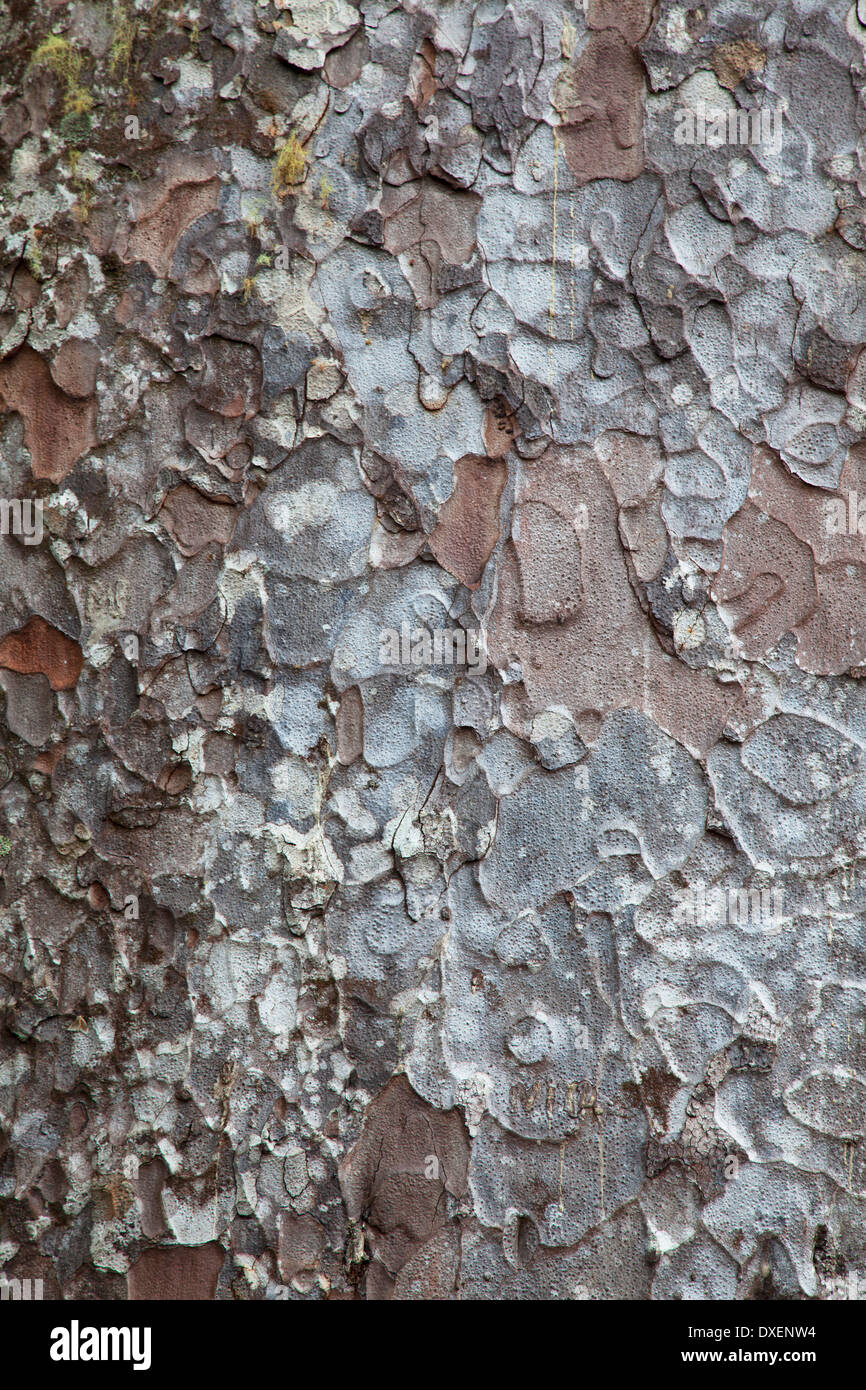 Detail of trunk of Kauri tree on 309 Kauri Grove trail, Coromandel ...
