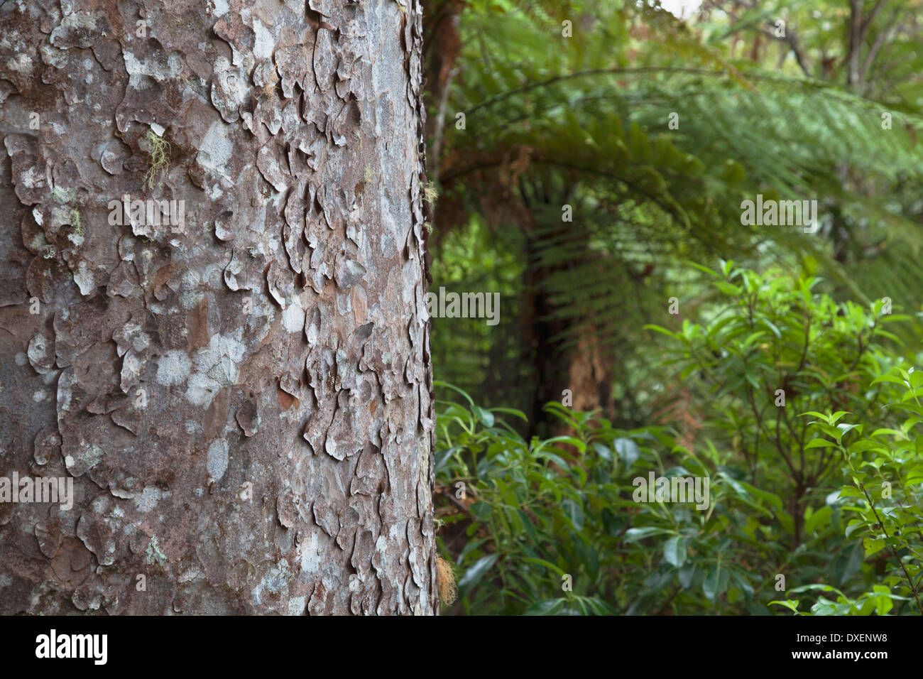 Detail of trunk of Kauri tree on 309 Kauri Grove trail, Coromandel ...