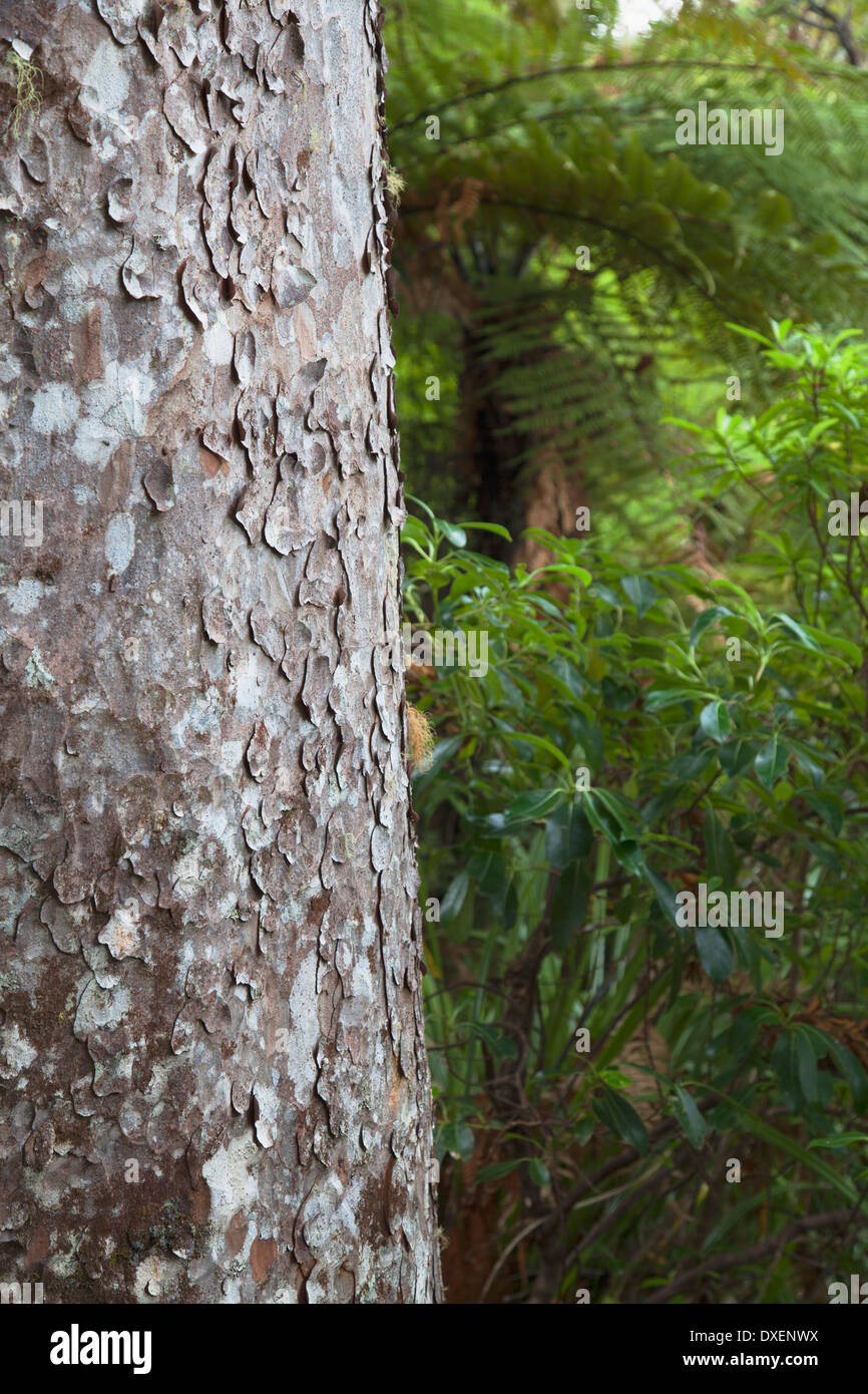 Detail of trunk of Kauri tree on 309 Kauri Grove trail, Coromandel ...