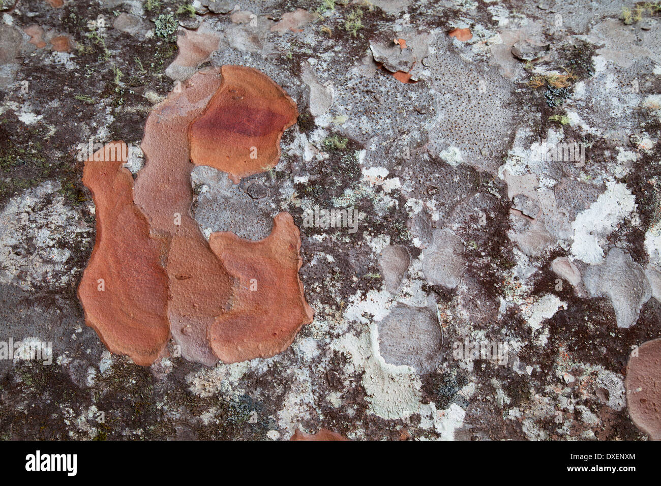 Detail of trunk of Kauri tree on 309 Kauri Grove trail, Coromandel ...