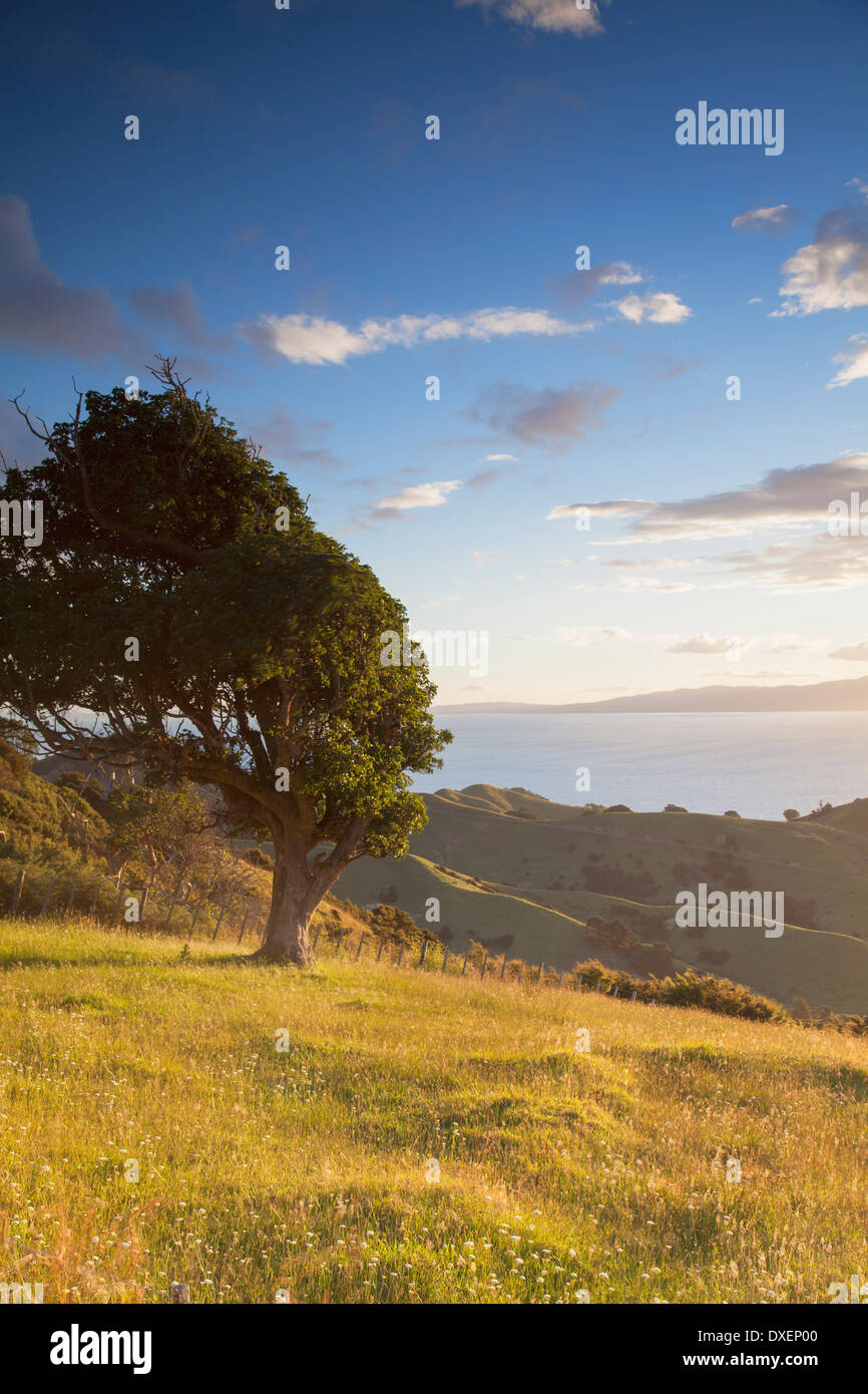 View of Firth of Thames, Coromandel Peninsula, North Island, New ...