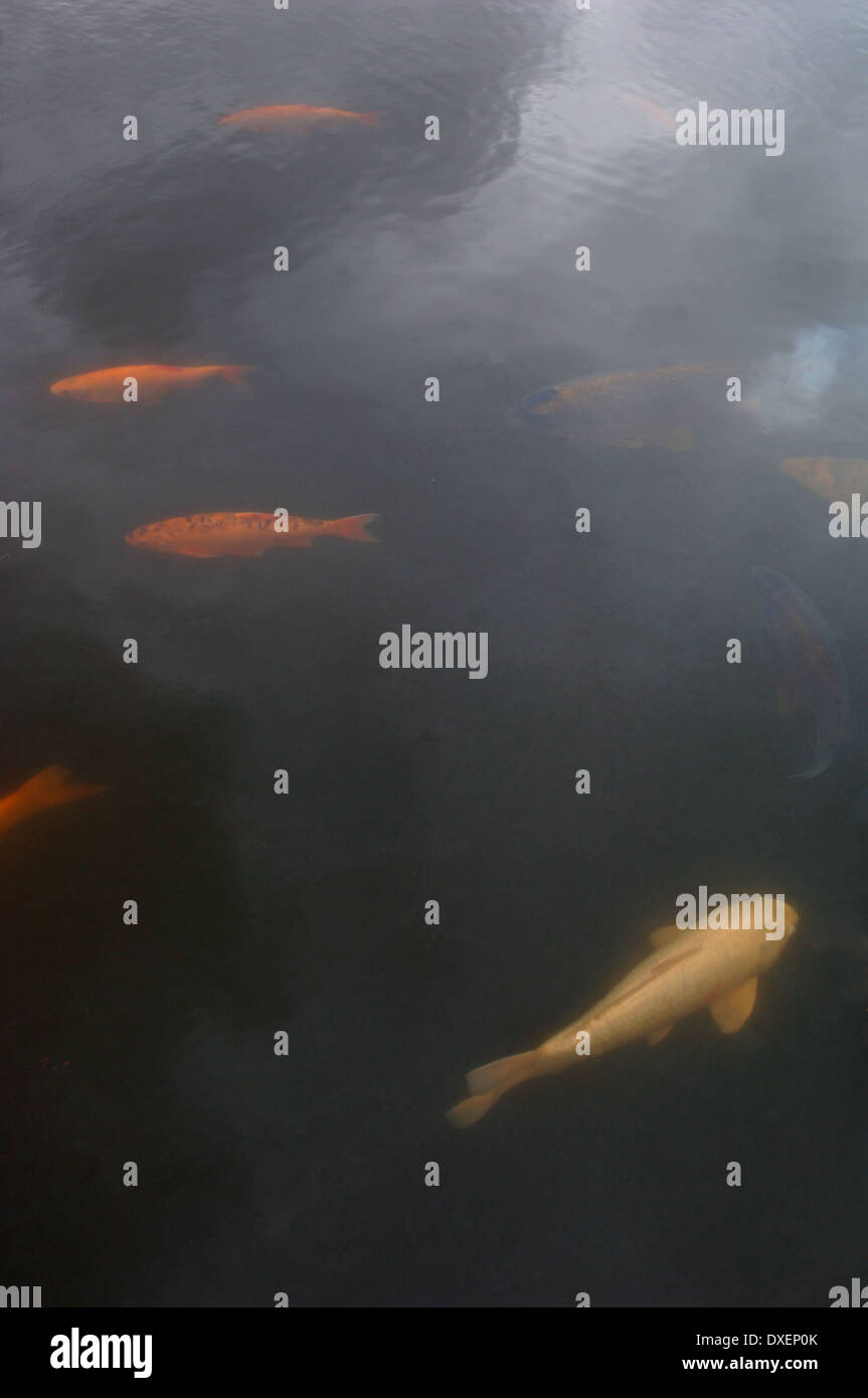 Koi carp in a lake hi-res stock photography and images - Alamy