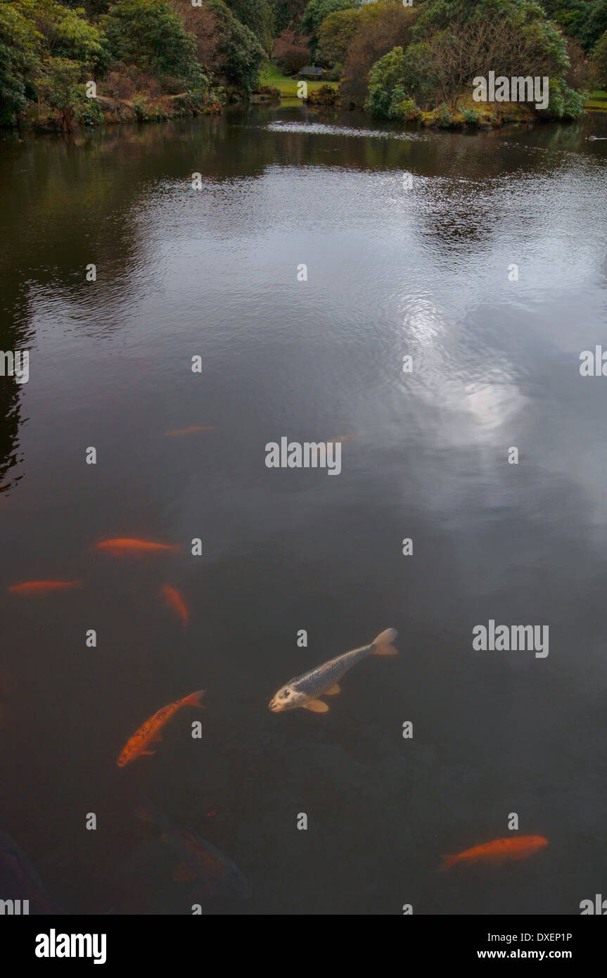 Koi fish lake hi-res stock photography and images - Alamy
