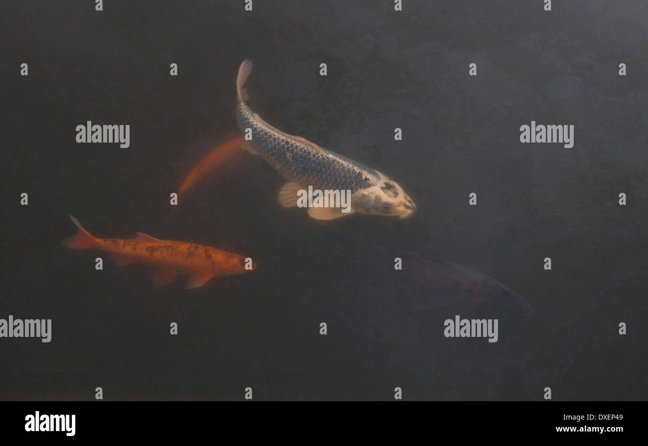 Koi Carp Swimming In A Freshwater Lake.6 Stock Photo - Alamy