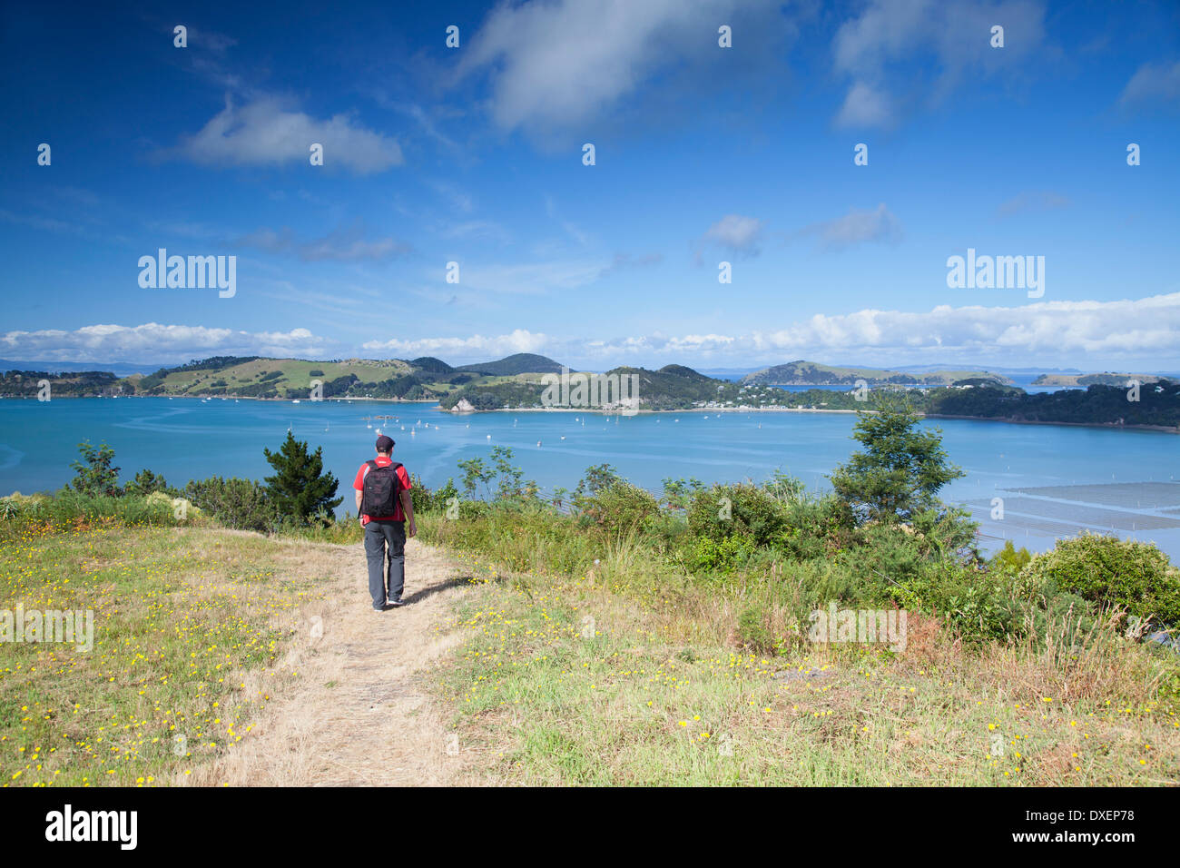 Man hiking on Kauri Block Pa Track overlooking Coromandel Town harbour ...