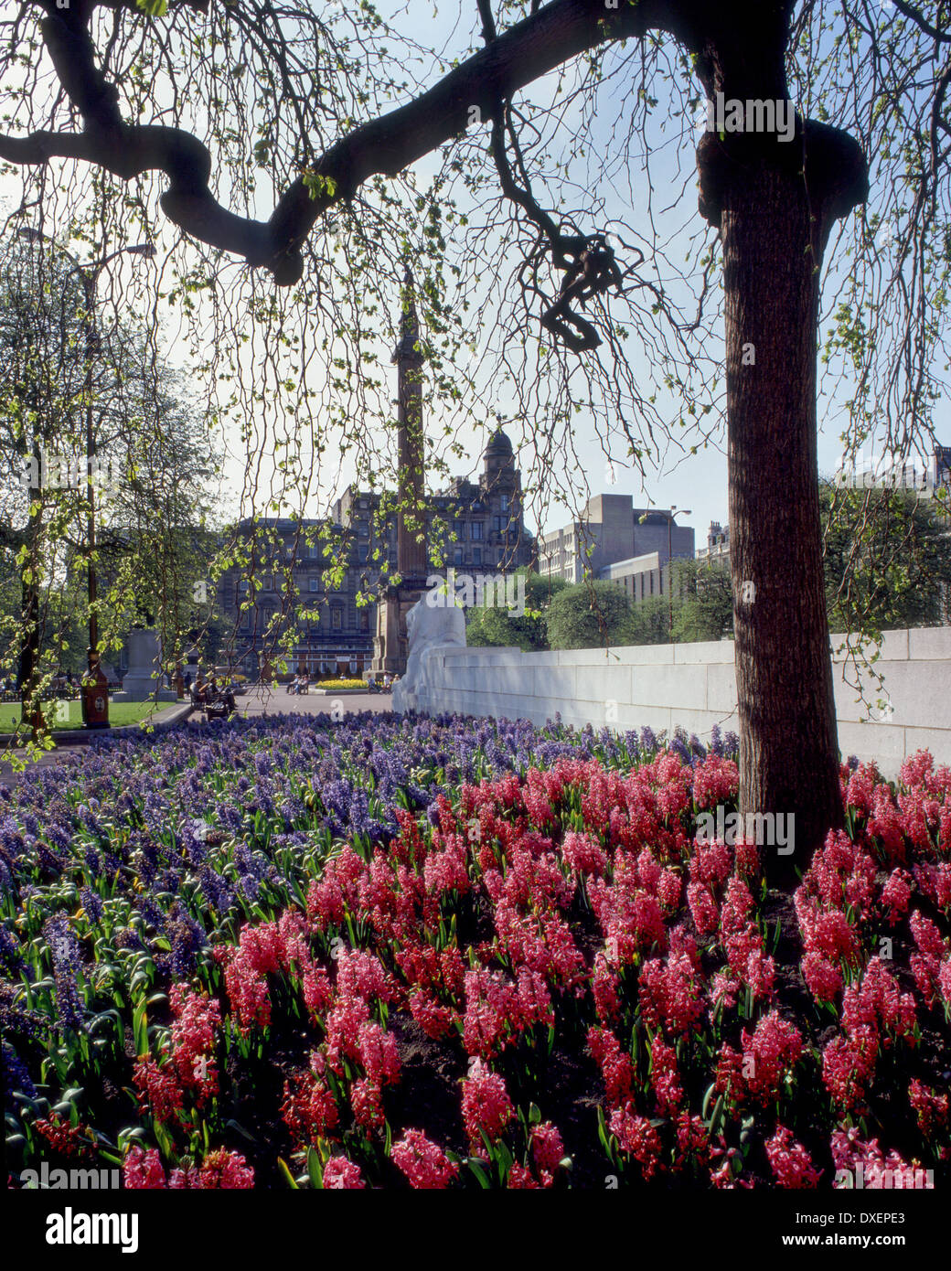 Spring scene in george square city of glasgow Stock Photo - Alamy