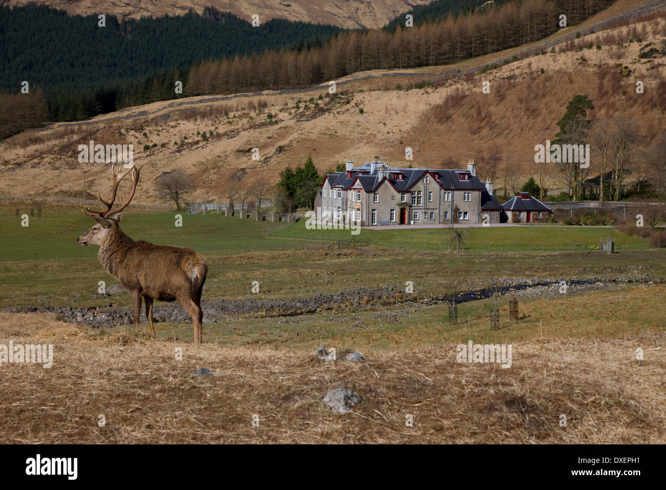 Stag with house - Glen Etive, Argyll Stock Photo - Alamy