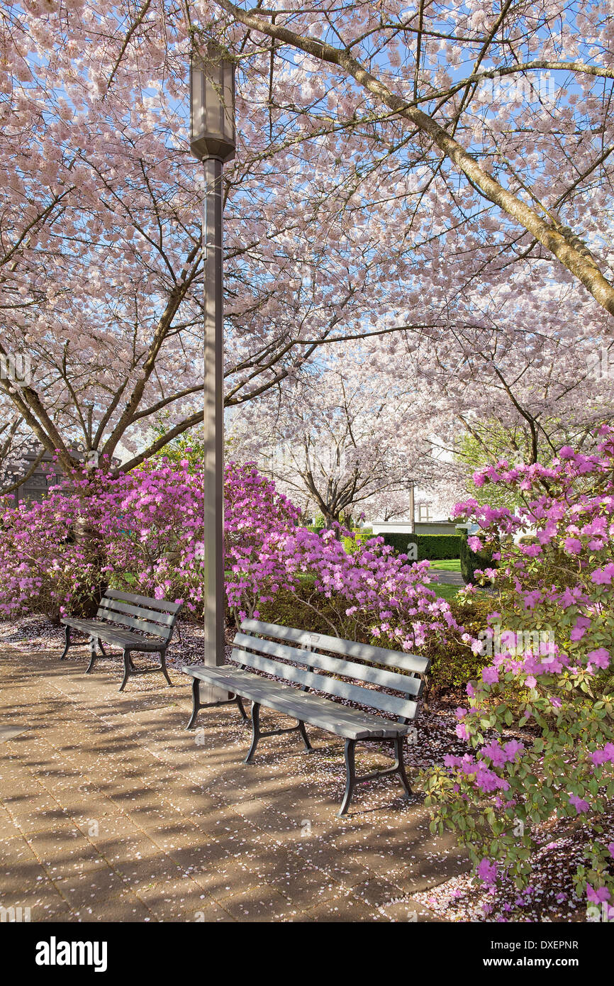 Park Benches by Lamp Post in the Park During Spring Time with Cherry ...