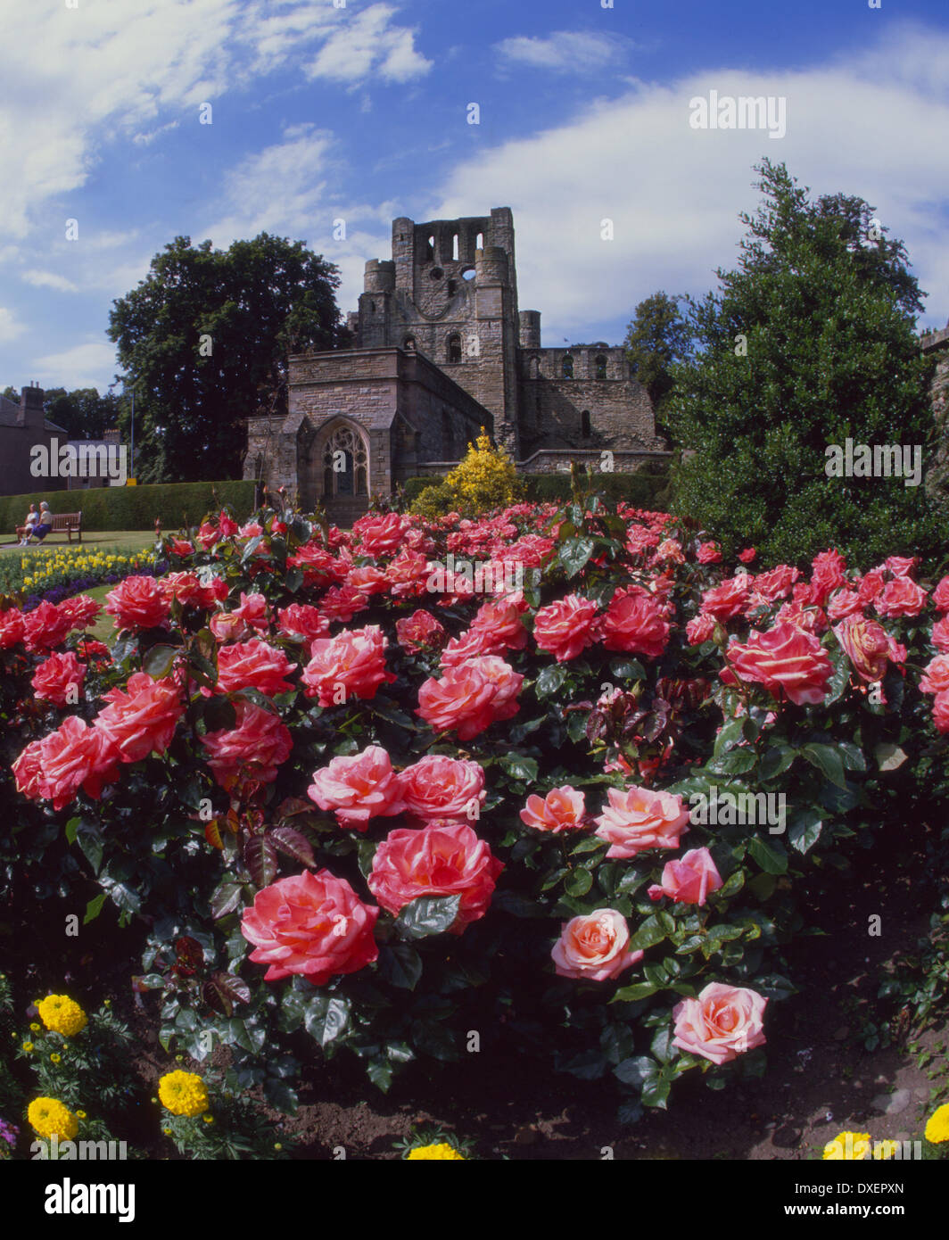 Summer roses at Kelso Abbey, Scottish Borders Stock Photo - Alamy