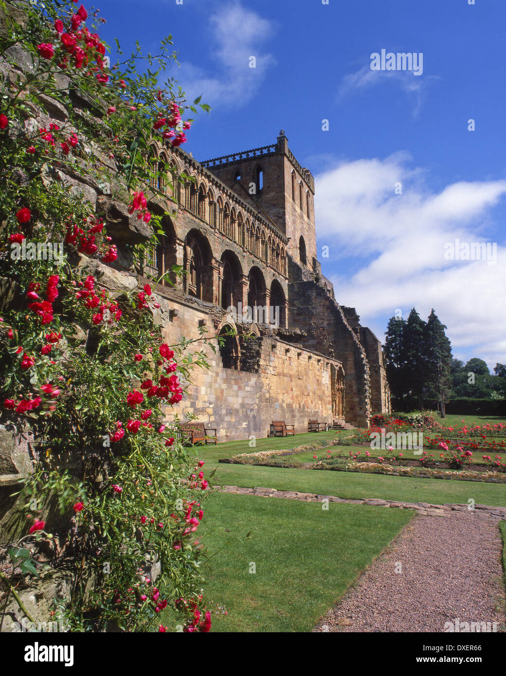 Jedburgh Abbey, Roxborough, Scottish Borders Stock Photo - Alamy