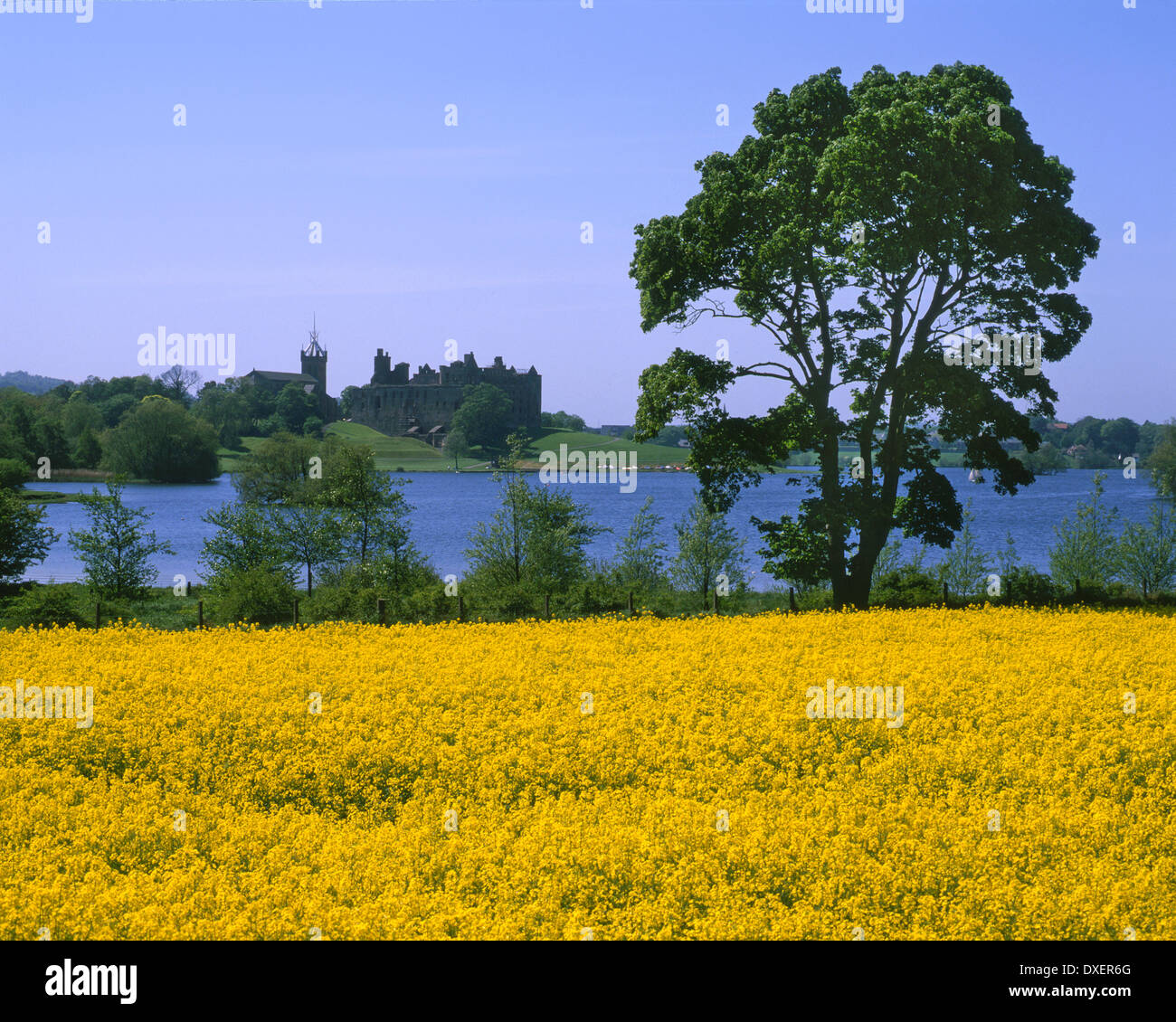 Summer view to Linlithgow palace from across Linlithgow Loch, Central ...