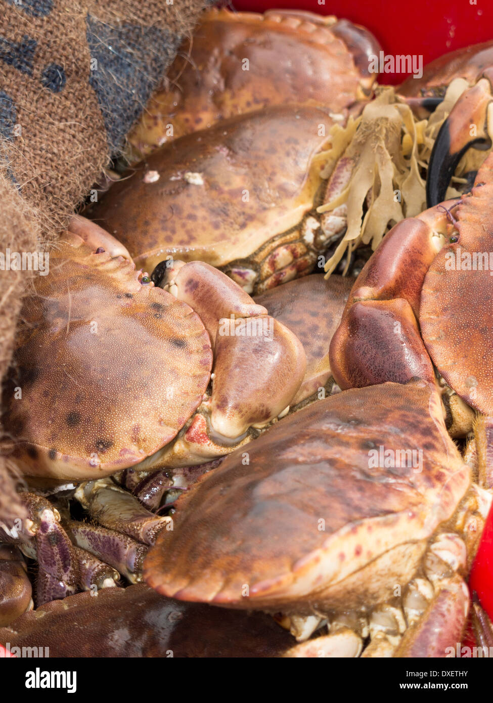 Brown crab norfolk hi-res stock photography and images - Alamy