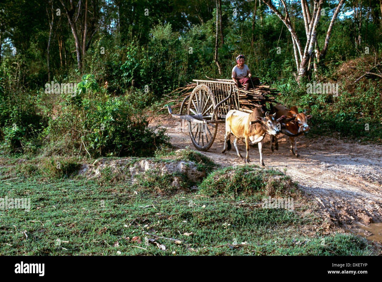 Laos traditional wood wheeled cart man sitting on cart oxen pulling ...