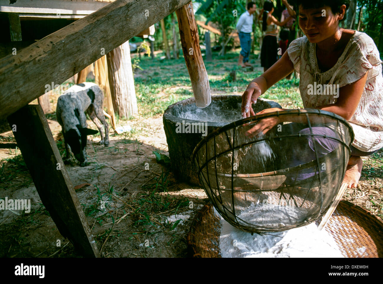 Laos farm woman sifting barley flour sieve open barn interior dog ...
