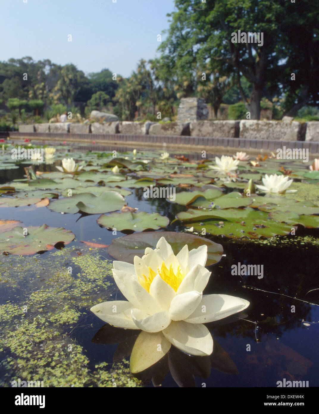 Water Lilly in Logan Botanical Gardens nr Port Logan, Dumfries ...