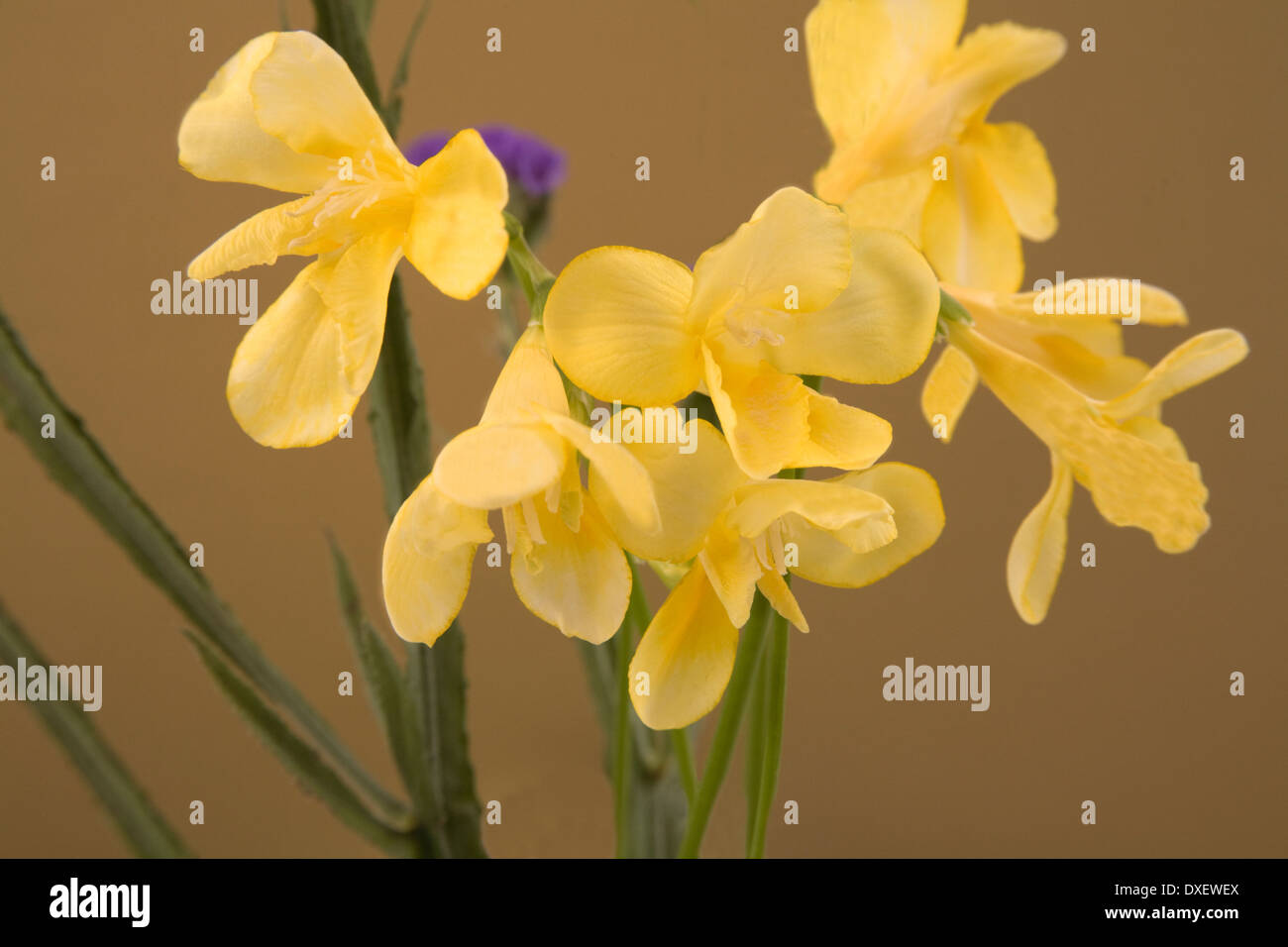 Purple Limonium High Resolution Stock Photography and Images - Alamy