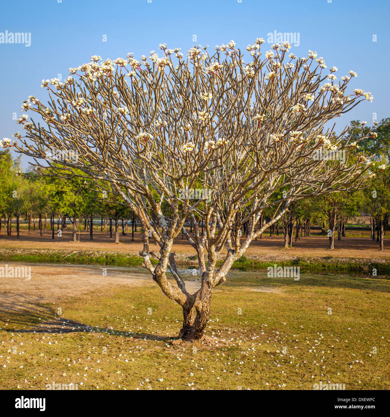 Frangipani tree hi-res stock photography and images - Alamy